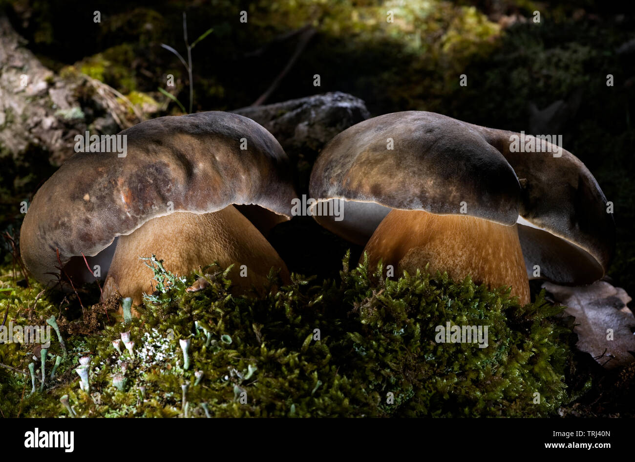 Boletus aereus immagini e fotografie stock ad alta risoluzione - Alamy
