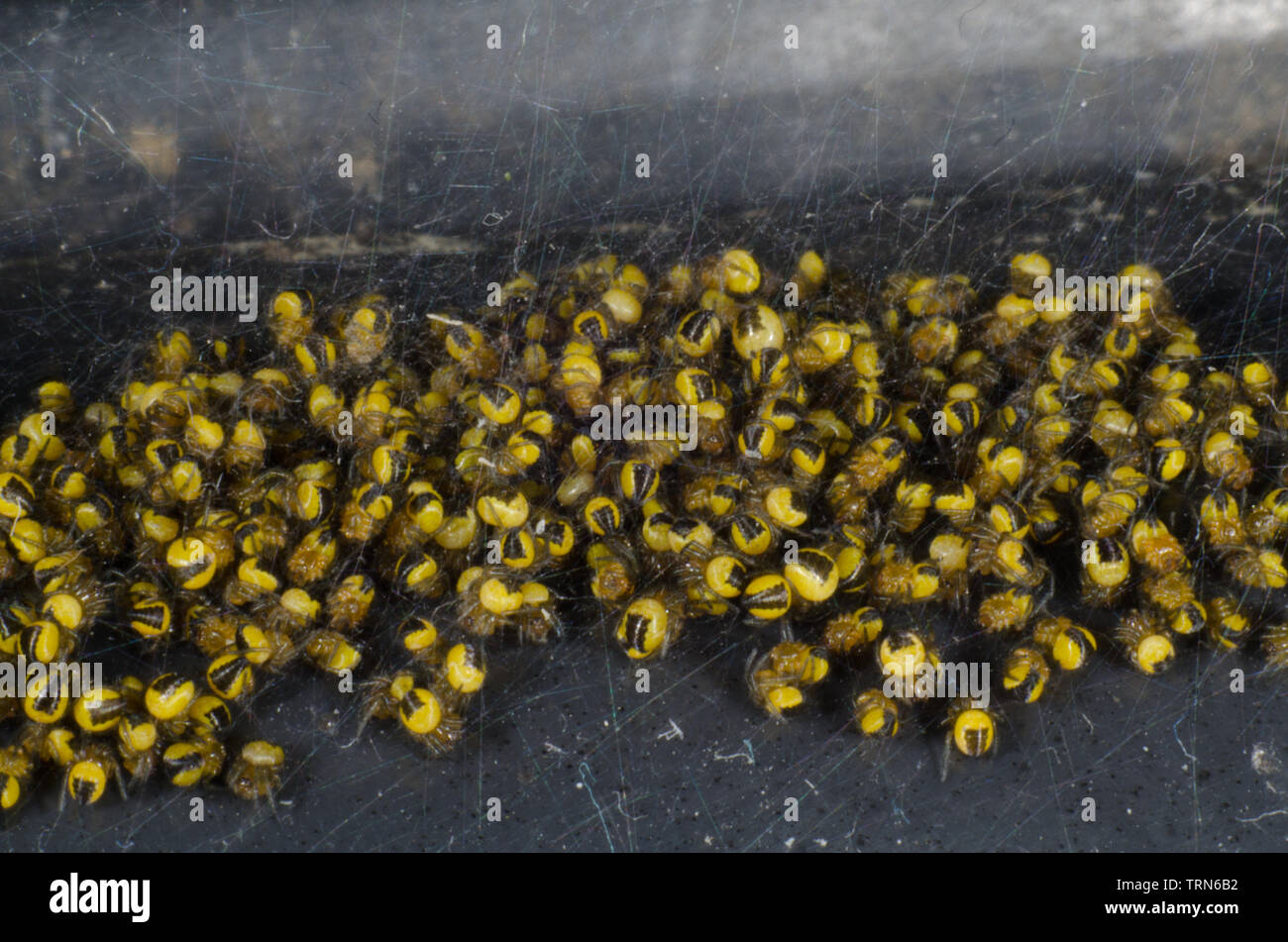 Nido di ragno immagini e fotografie stock ad alta risoluzione - Alamy