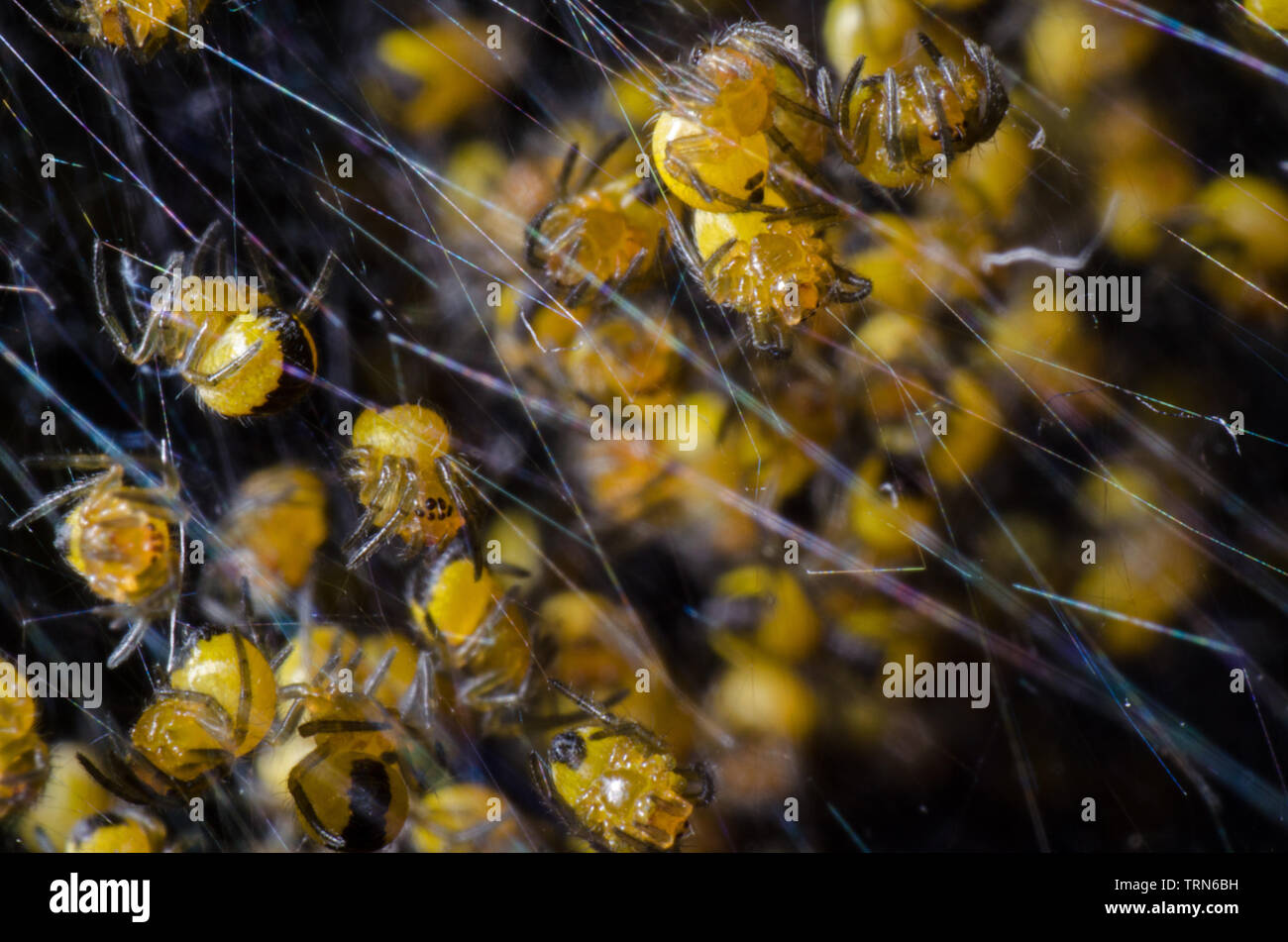 Nido di ragni immagini e fotografie stock ad alta risoluzione - Alamy