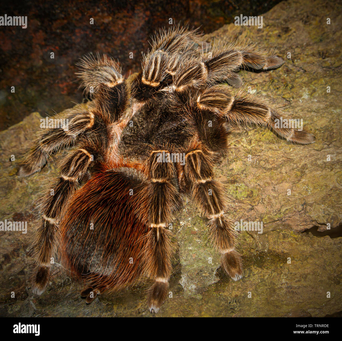 Tarantola pelosa immagini e fotografie stock ad alta risoluzione - Alamy