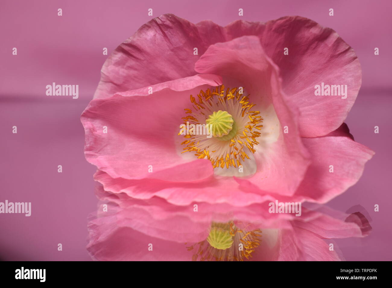 Sfondi femminili immagini e fotografie stock ad alta risoluzione - Alamy