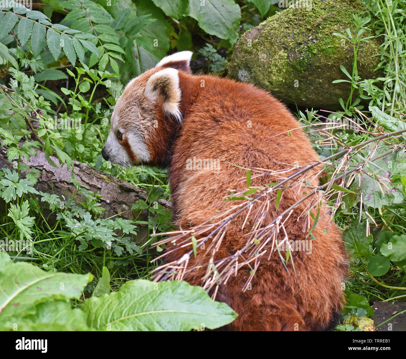 Panda rosso in via di estinzione immagini e fotografie stock ad alta ...