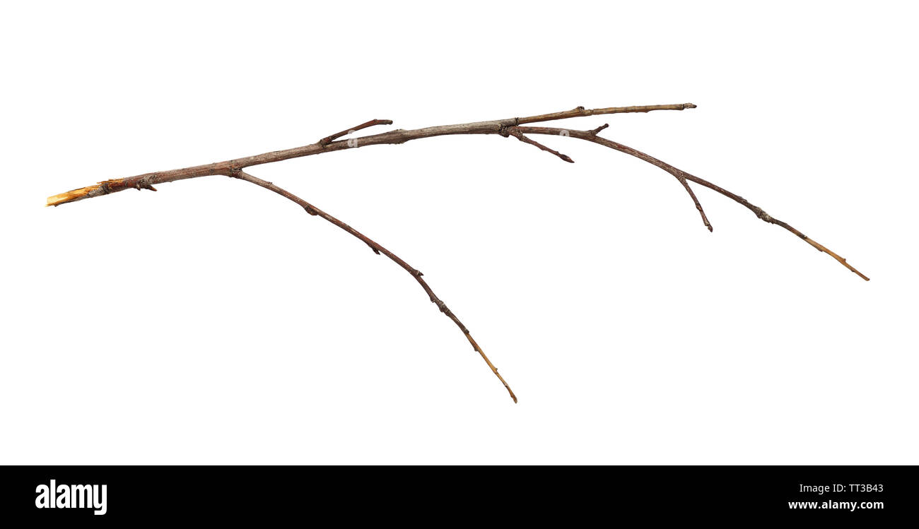 Ramoscello secco immagini e fotografie stock ad alta risoluzione - Alamy