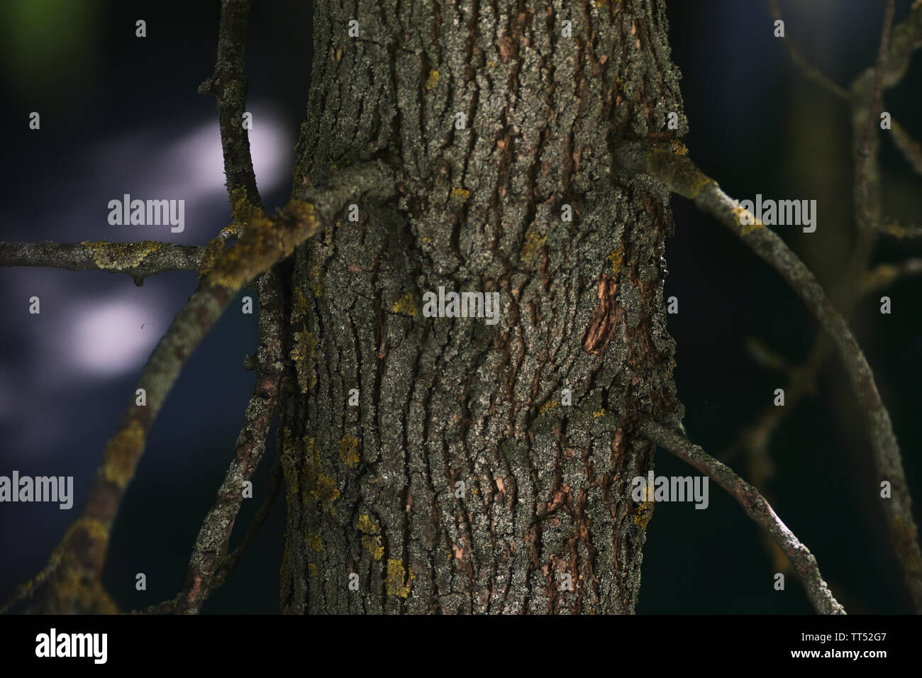 Corteccia d'albero in sfocatura dello sfondo immagini e fotografie ...