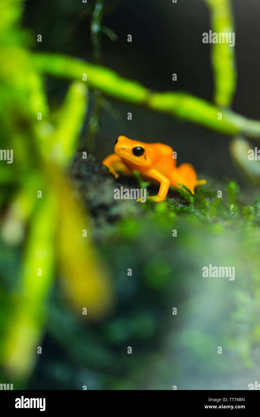 Mantella dorada immagini e fotografie stock ad alta risoluzione - Alamy