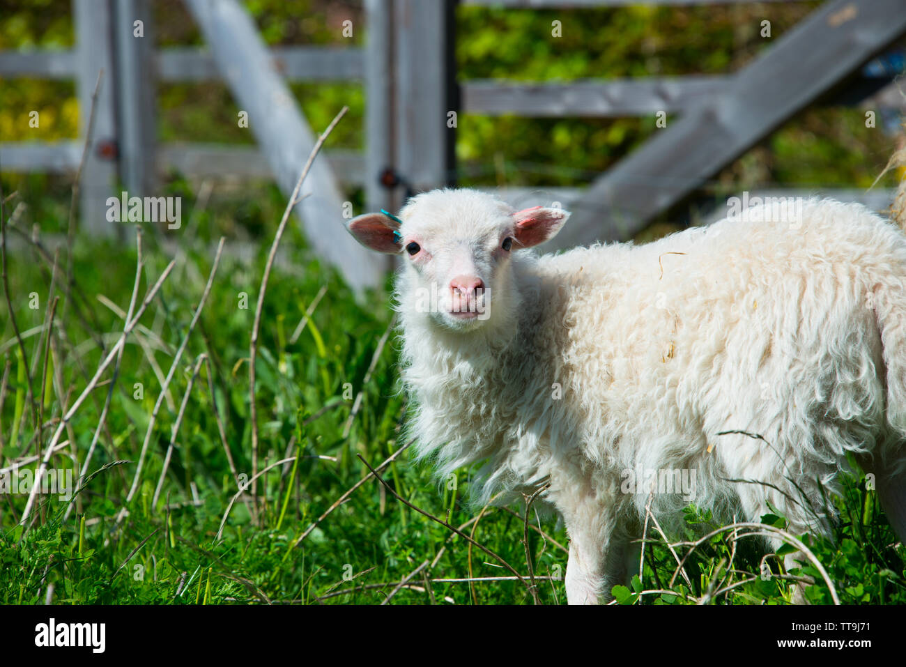 Gregge di pecore skudde. skudde sono uno dei più antichi addomesticati ...