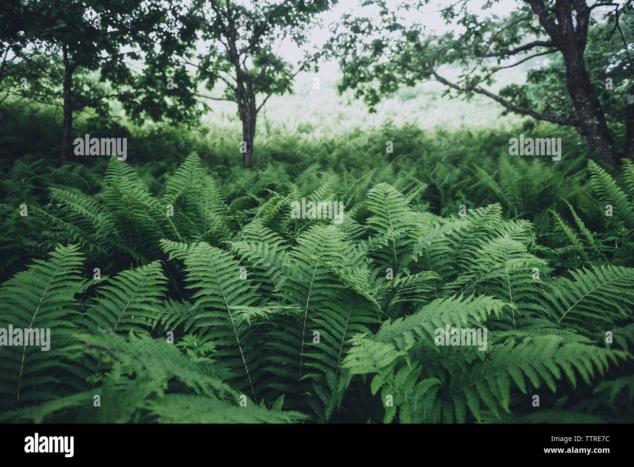 Abbondanza di foresta immagini e fotografie stock ad alta risoluzione ...