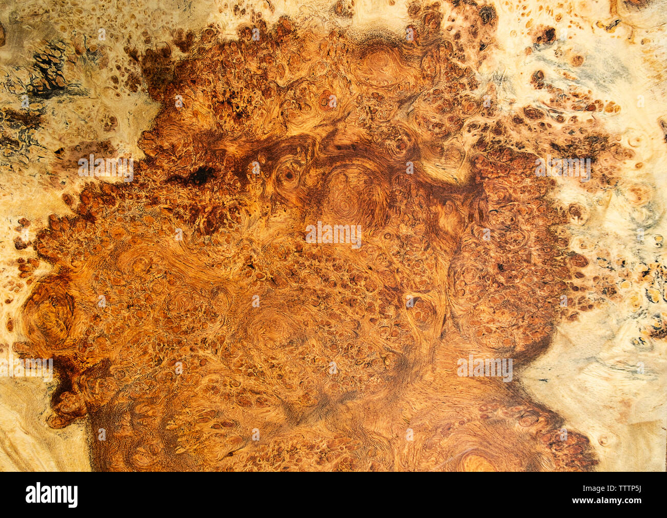 High resolution walnut wood texture immagini e fotografie stock ad alta ...