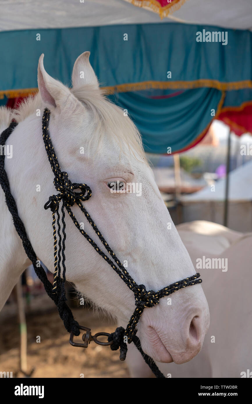 Cavallo bianco marwari immagini e fotografie stock ad alta risoluzione ...