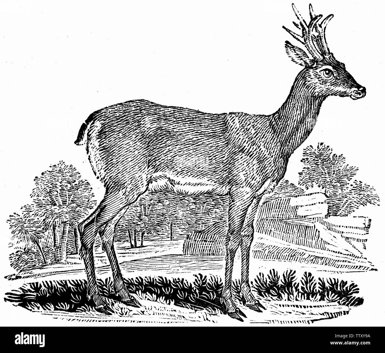 Capriolo disegno immagini e fotografie stock ad alta risoluzione - Alamy