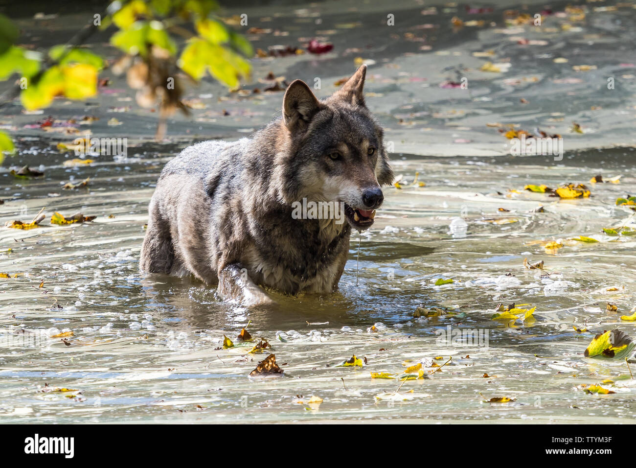 Il lupo, Canis lupus, noto anche come il lupo grigio o legname Wolf è ...