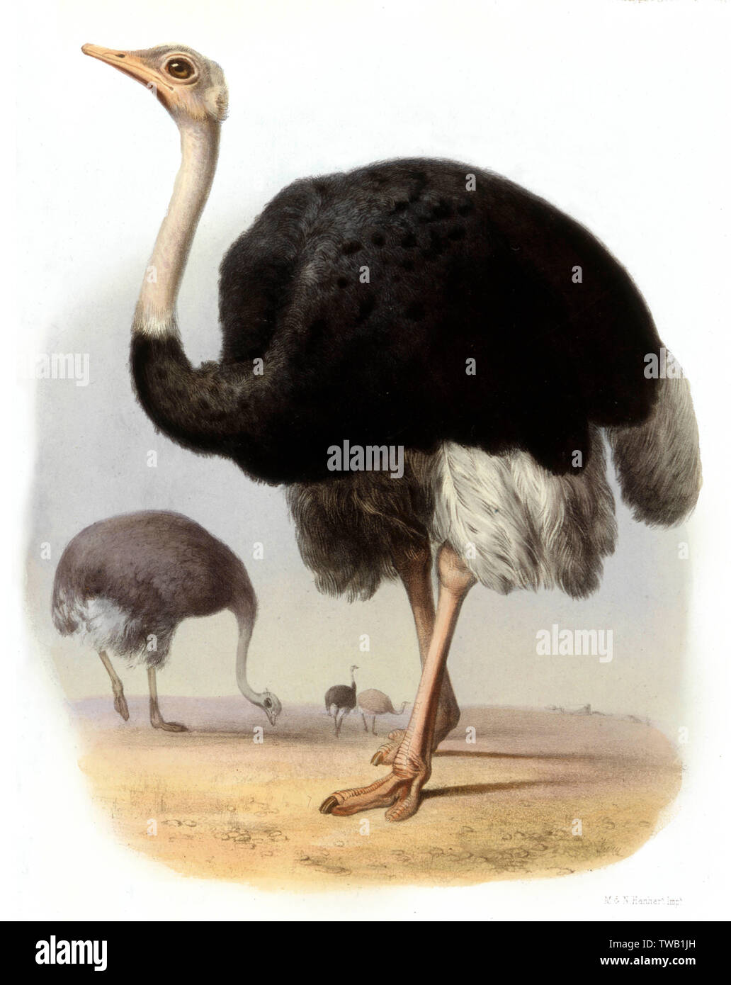 Struzzo bianco e nero immagini e fotografie stock ad alta risoluzione ...