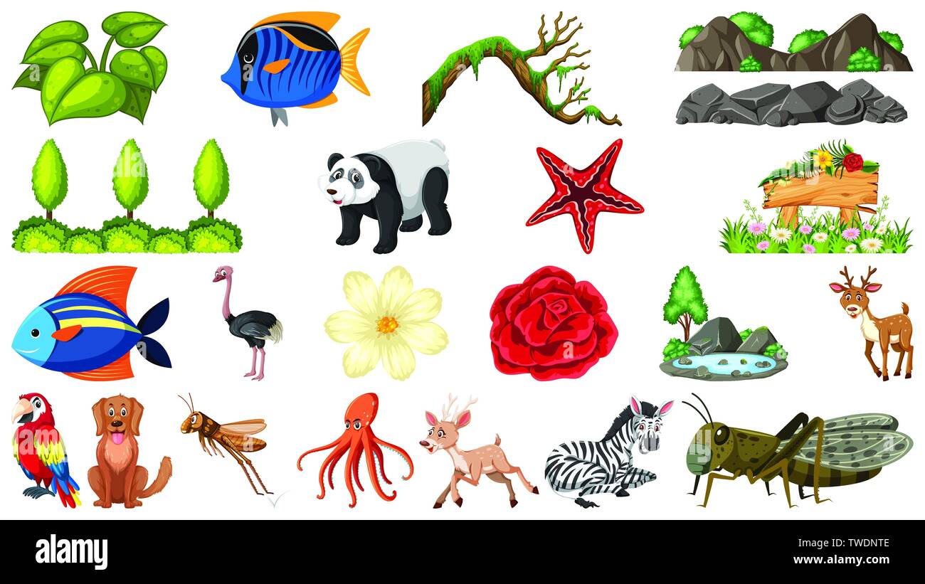 Insieme di animali e vegetali e illustrazione Immagine e Vettoriale - Alamy