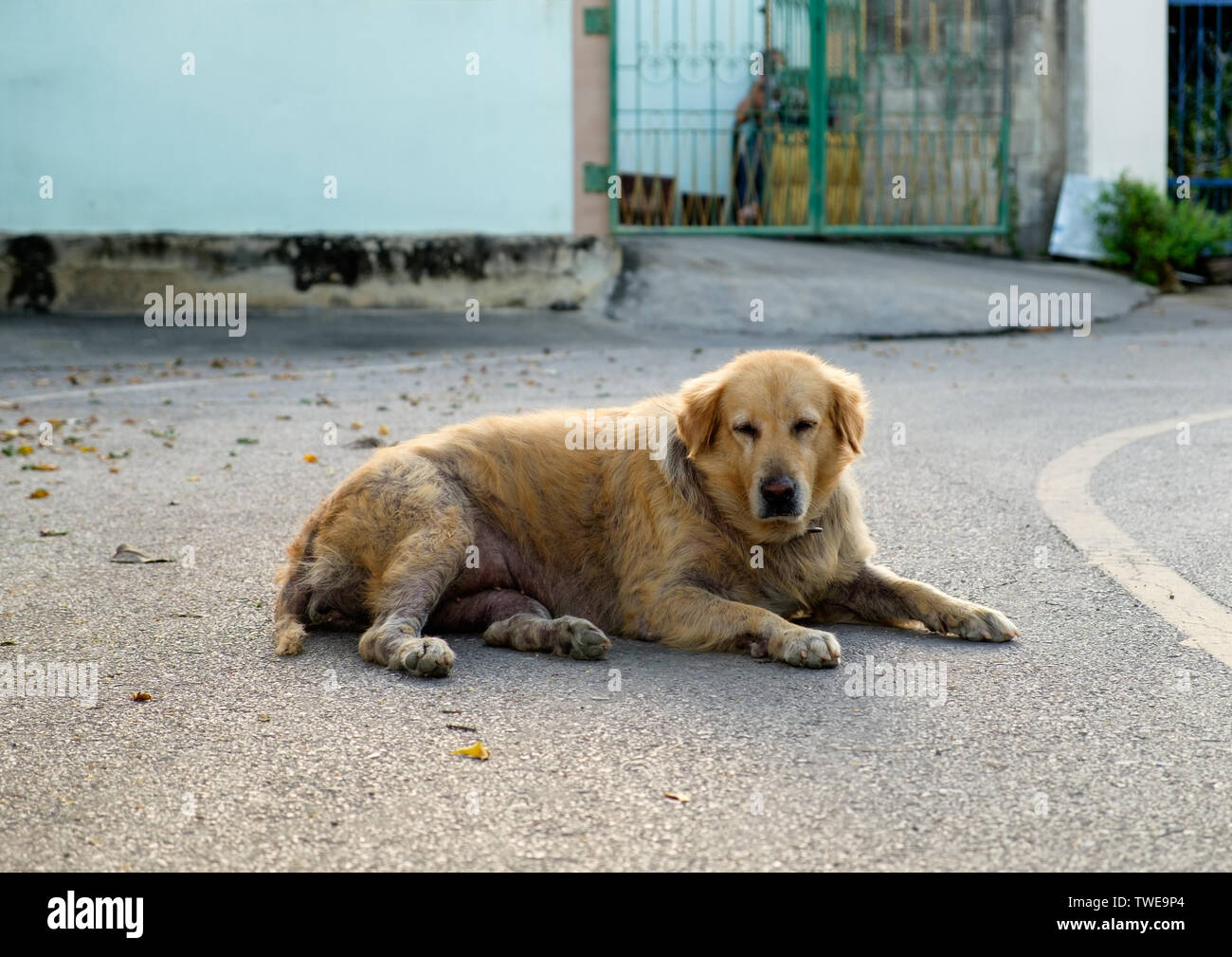 Scabbia canina immagini e fotografie stock ad alta risoluzione - Alamy