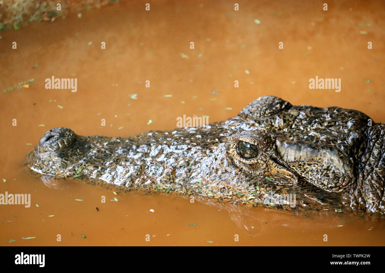 Predatore anfibio immagini e fotografie stock ad alta risoluzione - Alamy