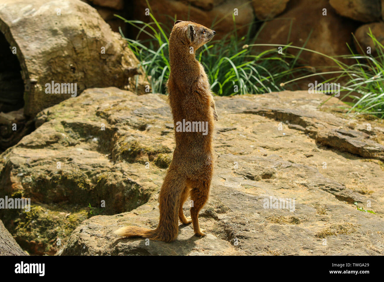Osservare il ritratto animale immagini e fotografie stock ad alta ...