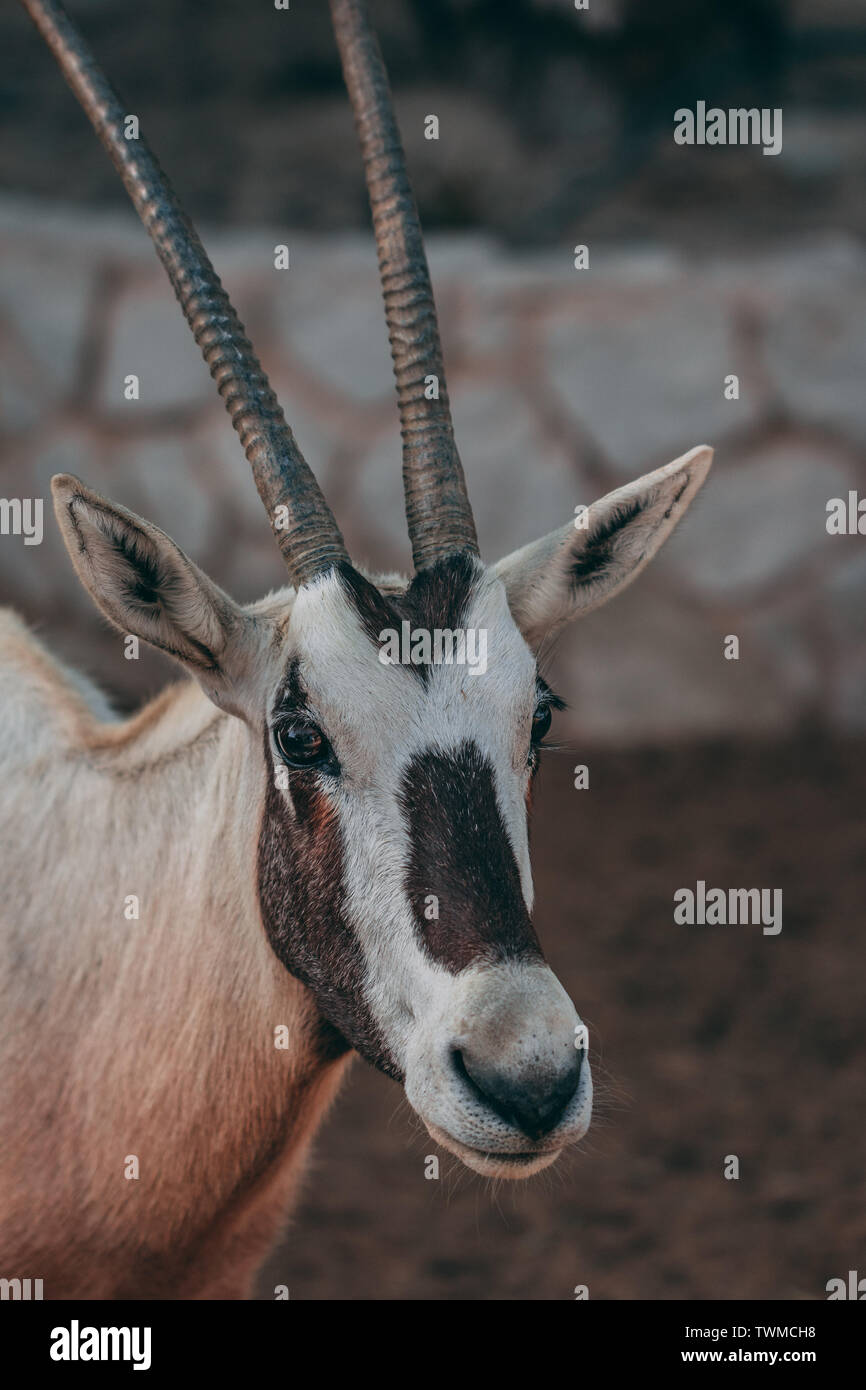 Capra beduina immagini e fotografie stock ad alta risoluzione - Alamy