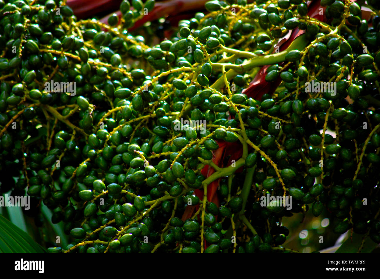 Piante seme immagini e fotografie stock ad alta risoluzione - Alamy