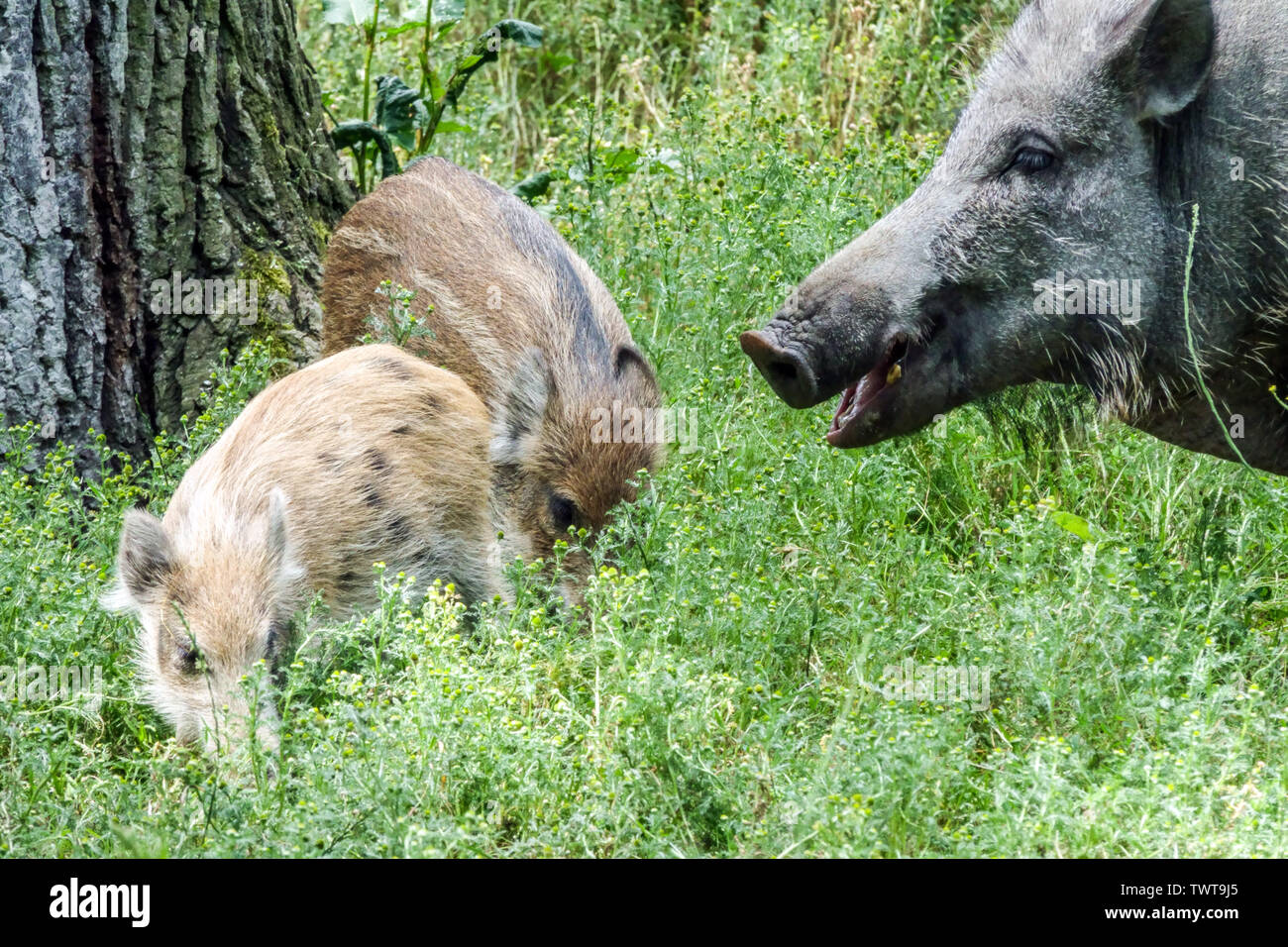 Scrofa madre con suinetti immagini e fotografie stock ad alta ...