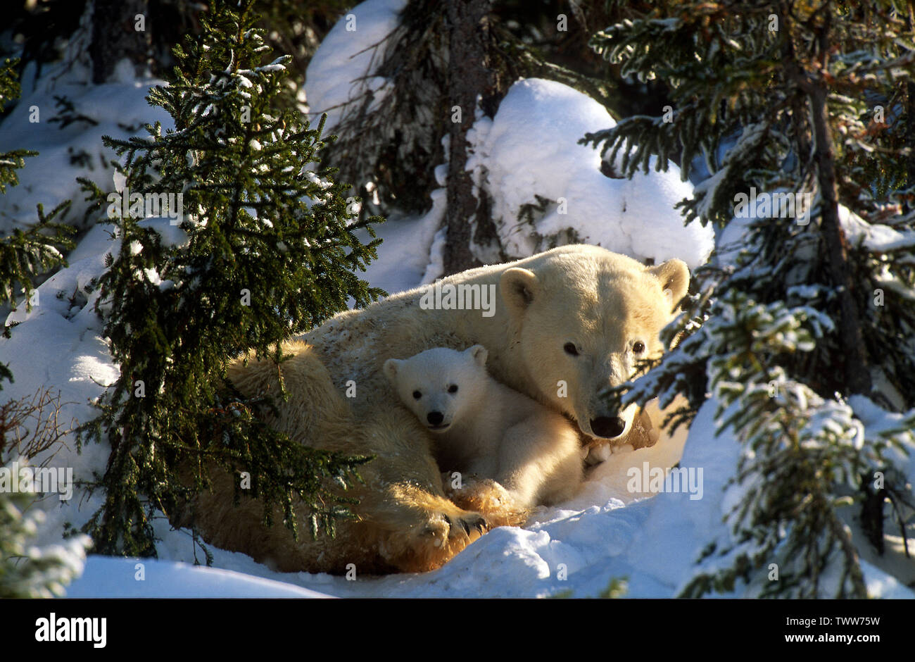 Orso polare inverno immagini e fotografie stock ad alta risoluzione - Alamy