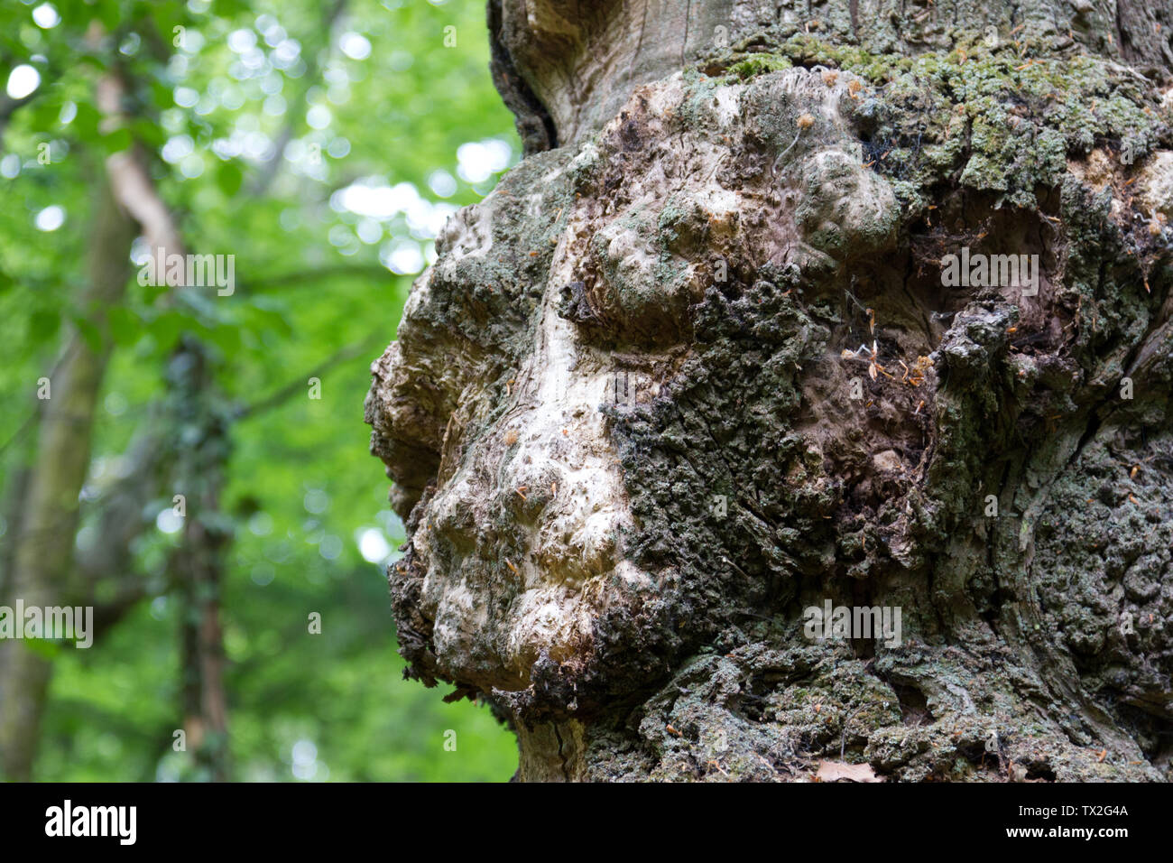 Tronco d'albero con la faccia immagini e fotografie stock ad alta ...