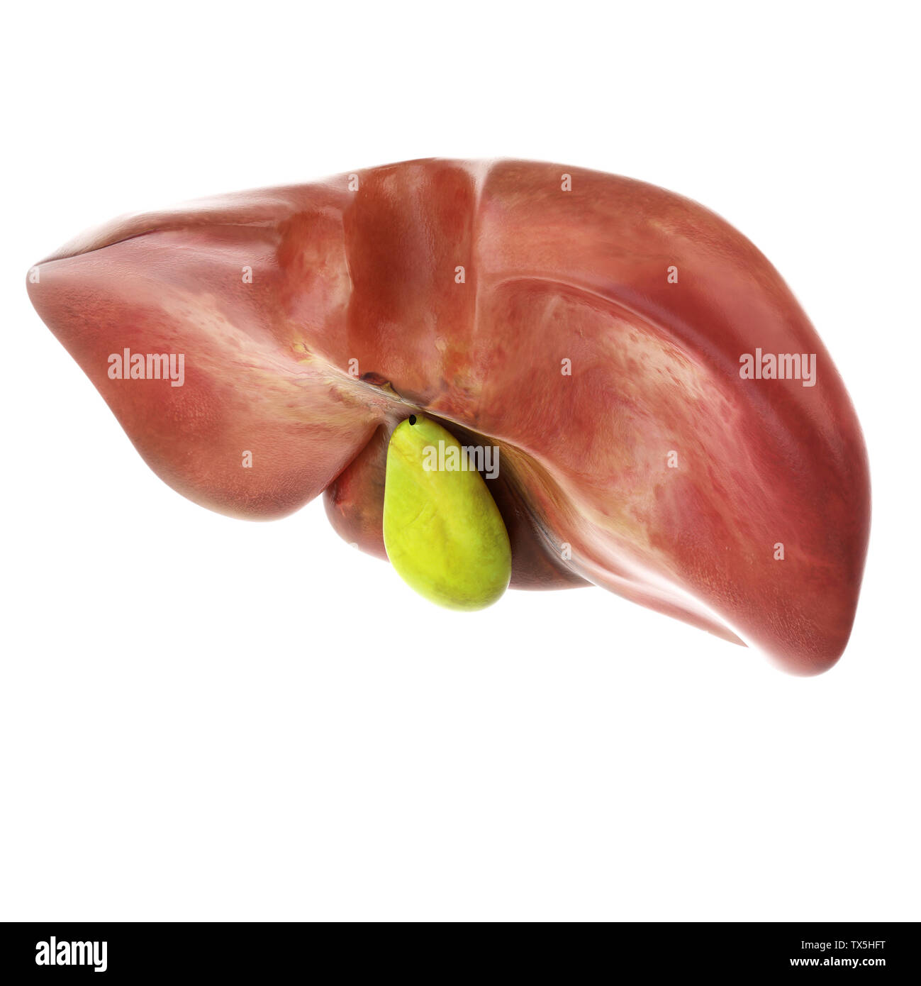 Cistifellea anatomy immagini e fotografie stock ad alta risoluzione - Alamy