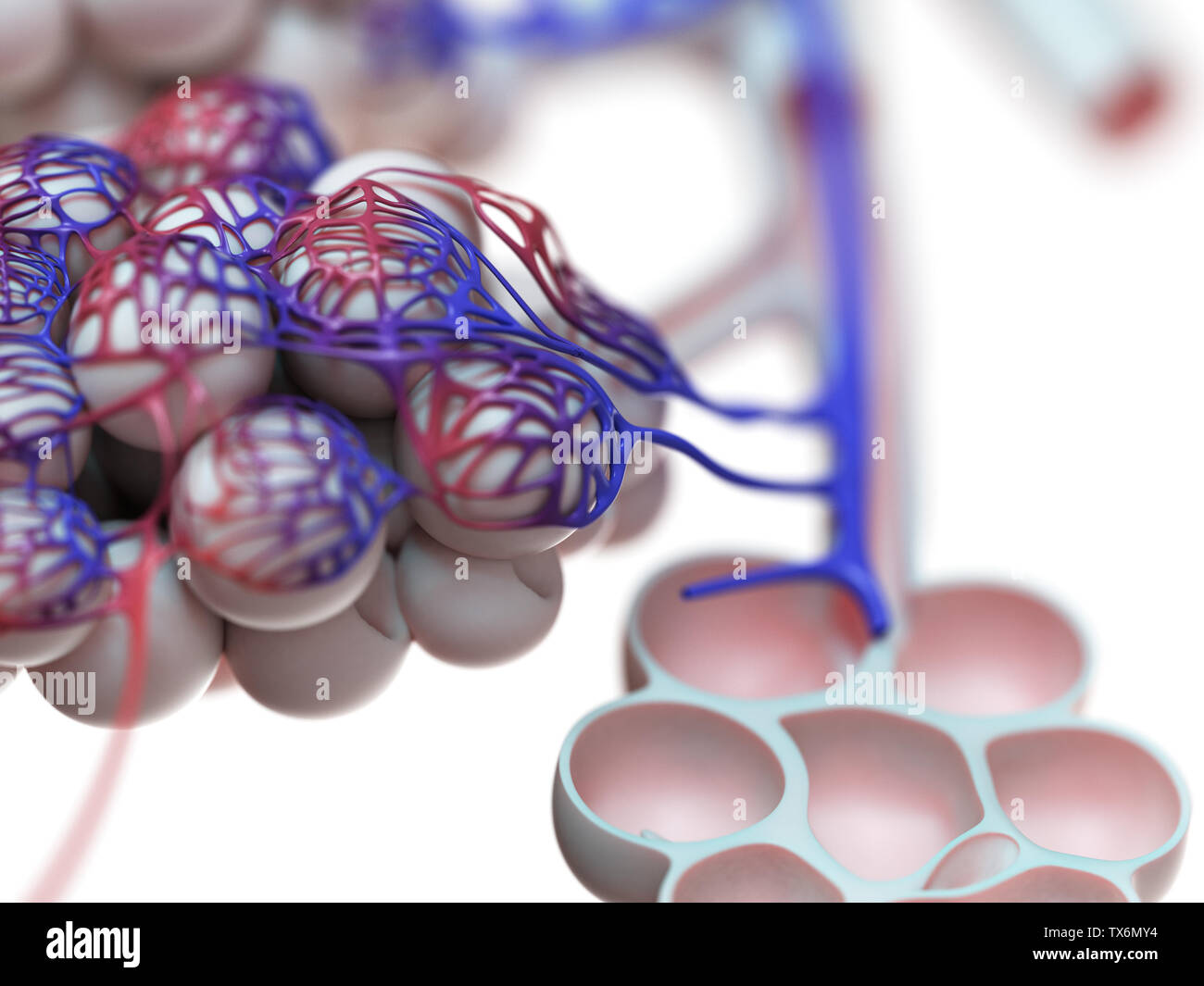 Alveoli and capillaries immagini e fotografie stock ad alta risoluzione ...