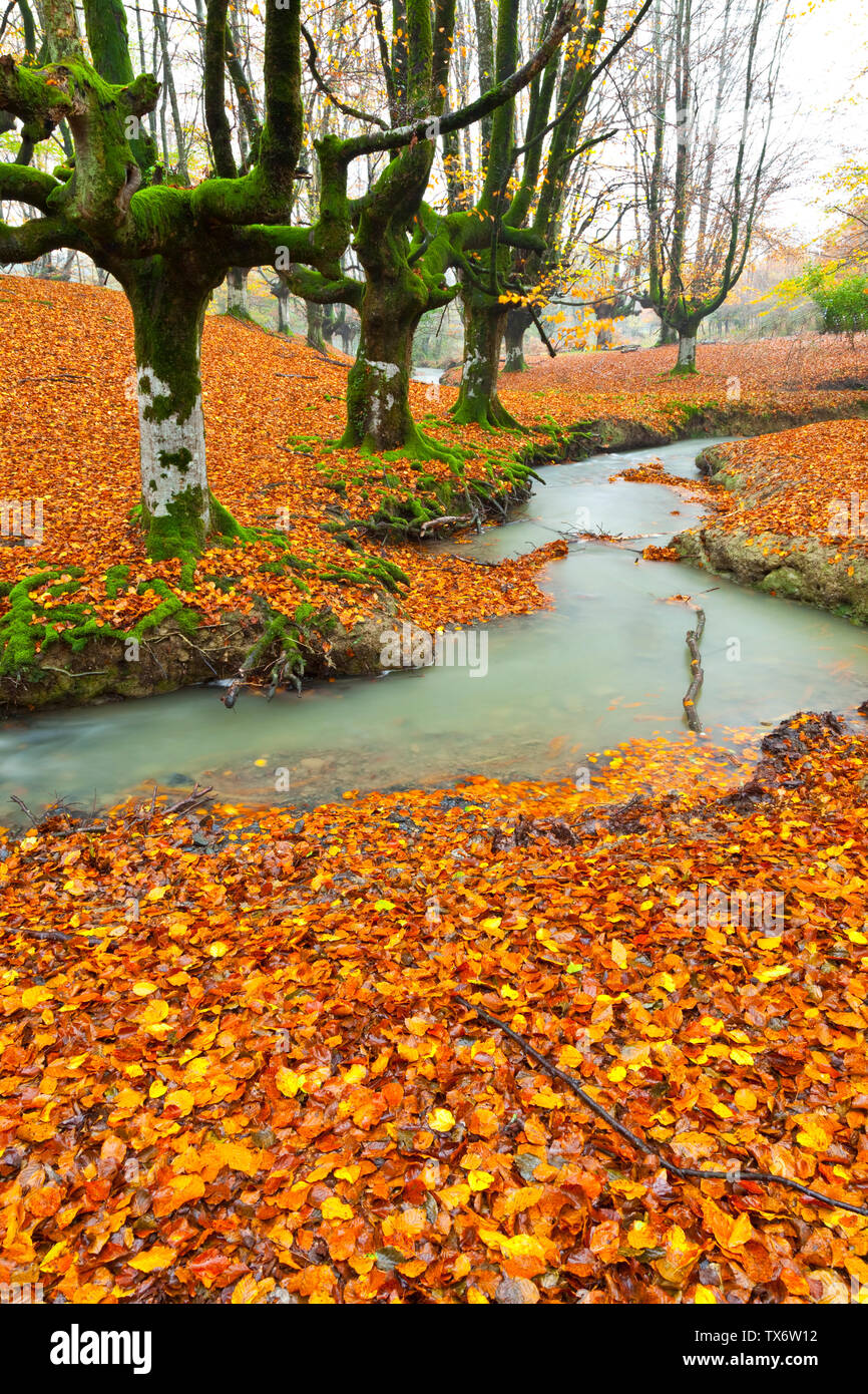Parque natural de gorbeia immagini e fotografie stock ad alta ...
