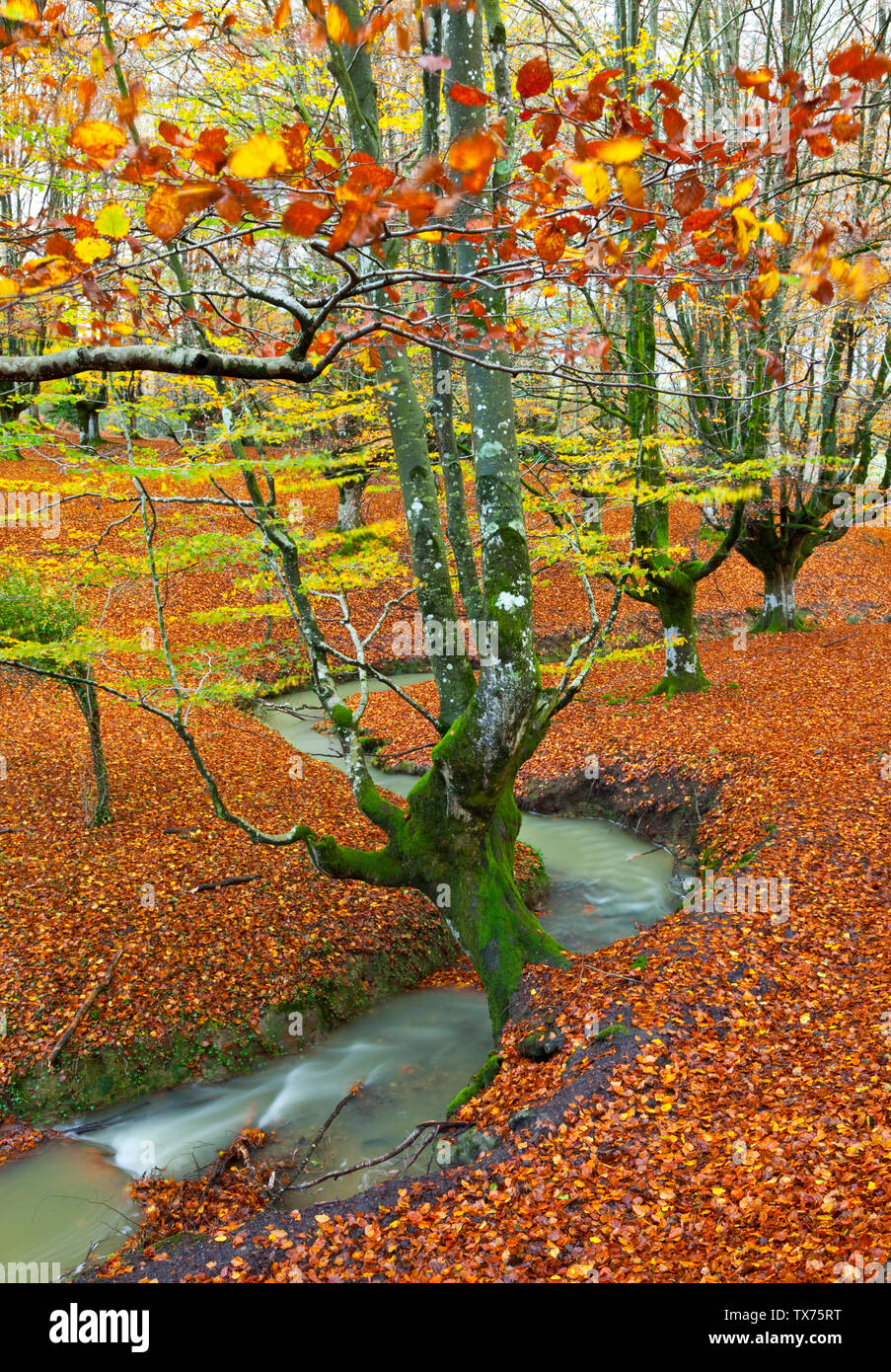 Parque natural de gorbeia immagini e fotografie stock ad alta ...