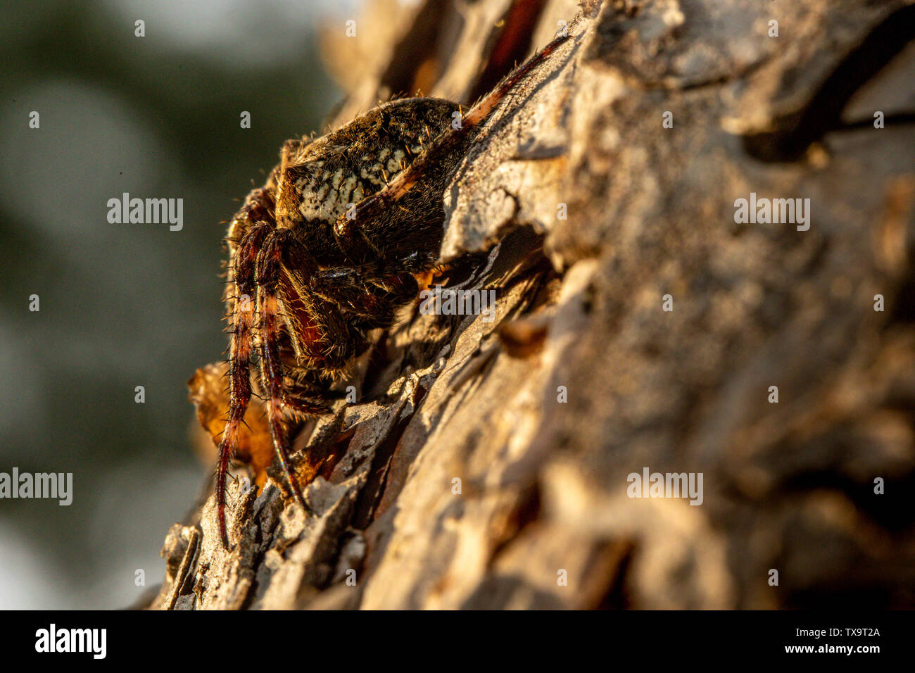 Diagramma a ragno immagini e fotografie stock ad alta risoluzione - Alamy
