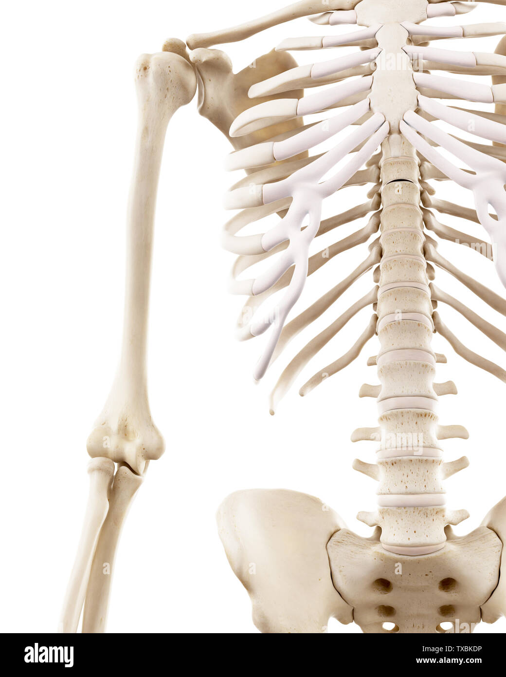 Torace Umano Immagini e Fotos Stock - Alamy