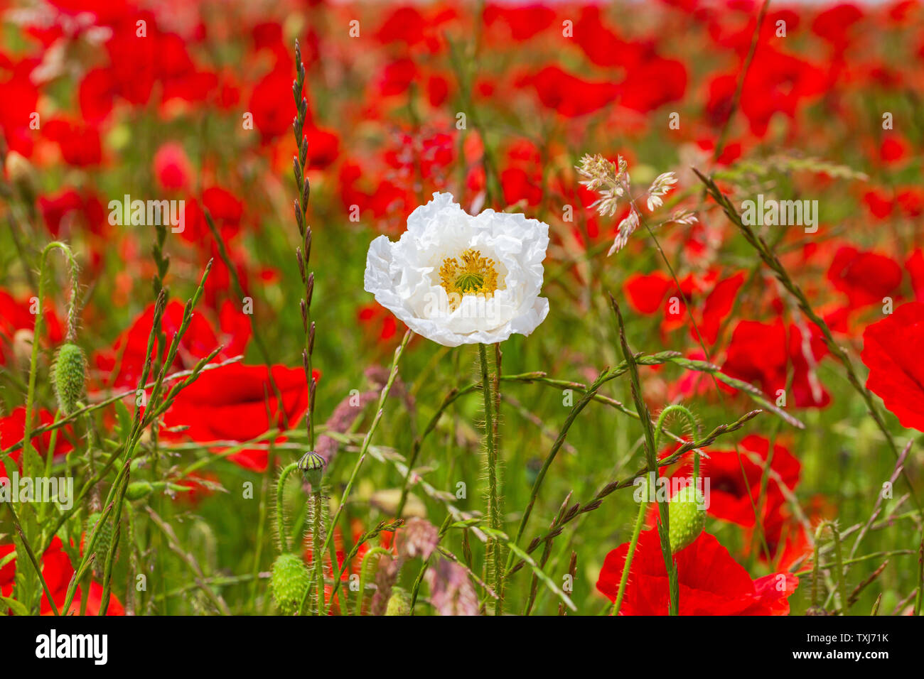 Nel campo dei papaveri immagini e fotografie stock ad alta risoluzione ...