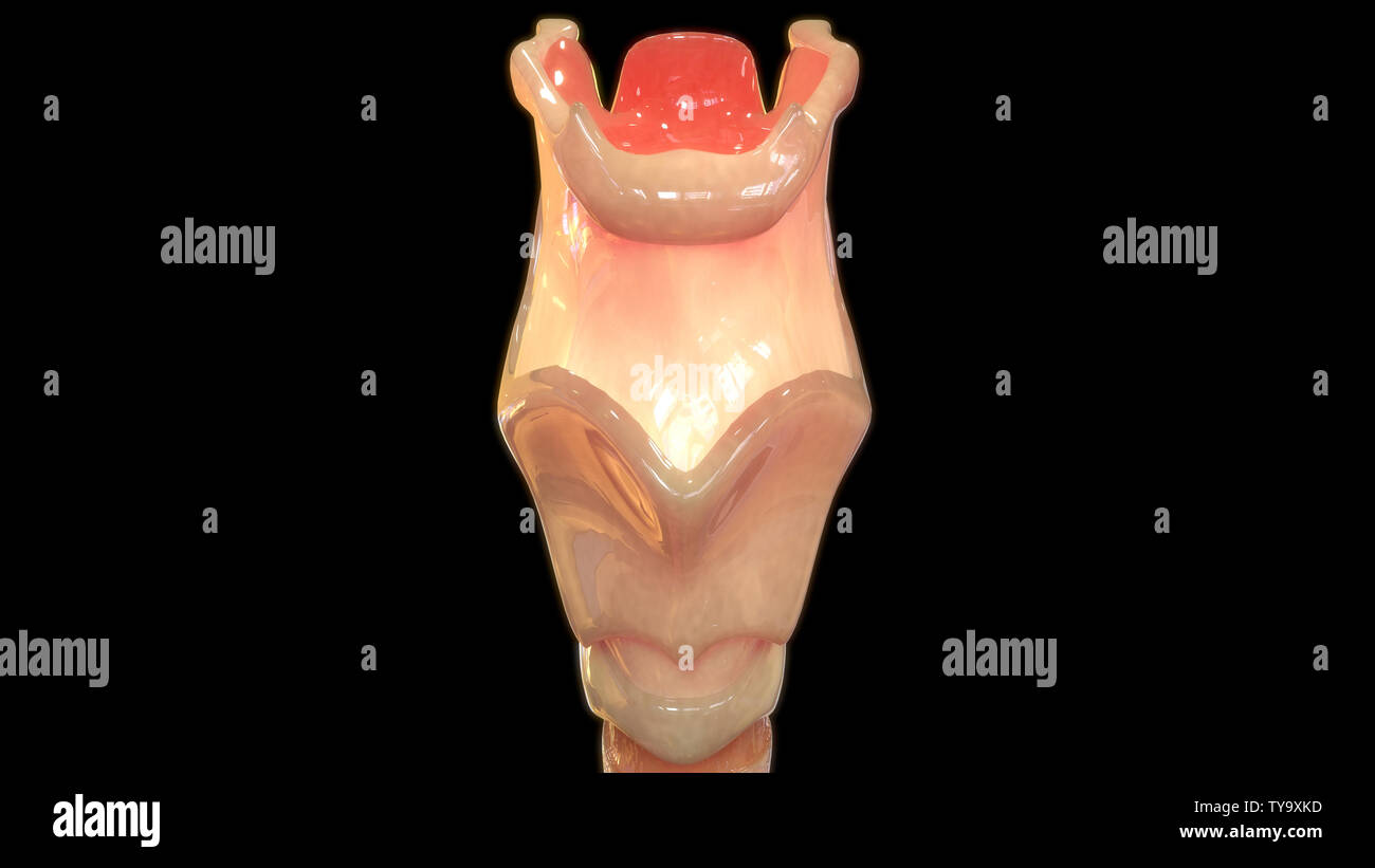 Umano sistema respiratorio della laringe e della faringe anatomia Foto ...