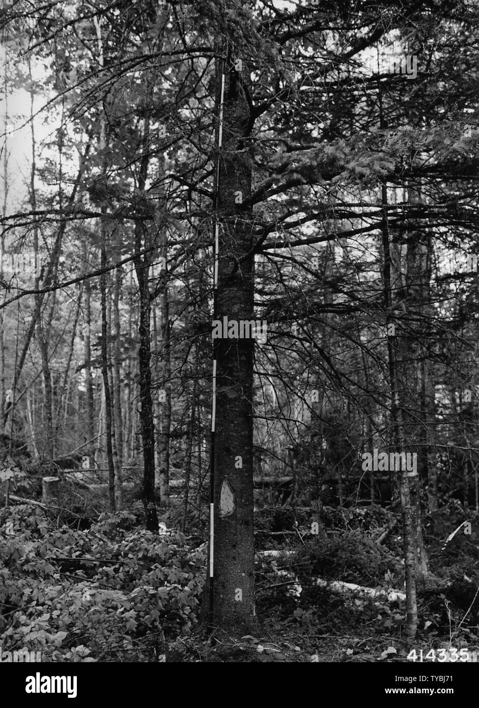 Fotografia del bolo di abete bianco albero; Portata e contenuto ...
