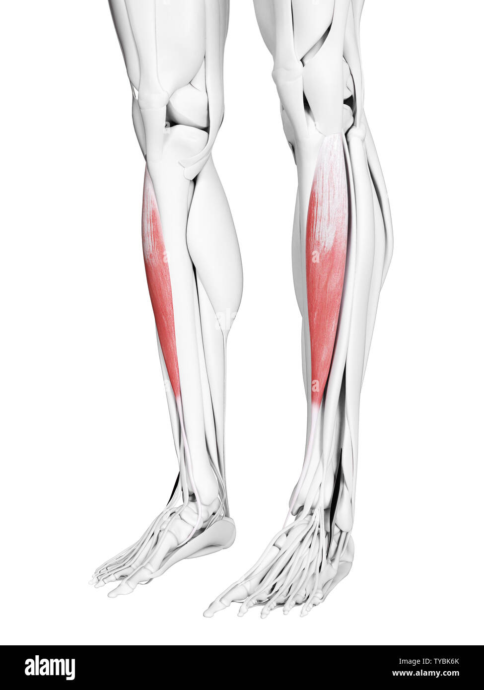 Muscolo tibiale anteriore immagini e fotografie stock ad alta ...