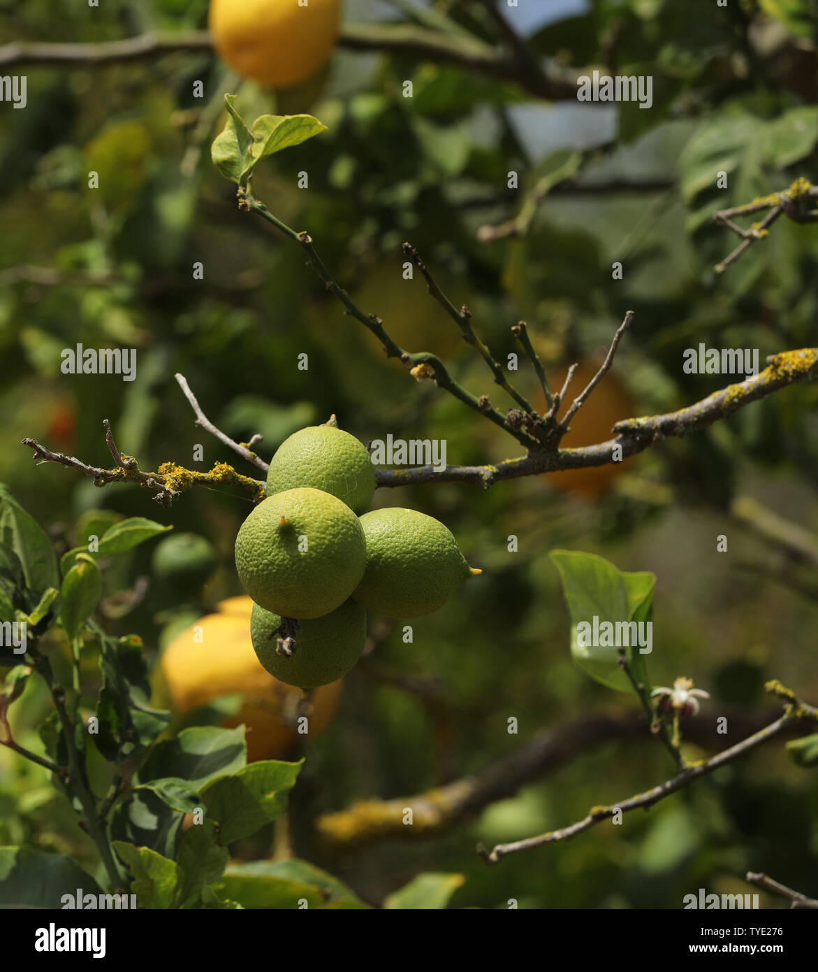 Albero di limone con spine immagini e fotografie stock ad alta ...