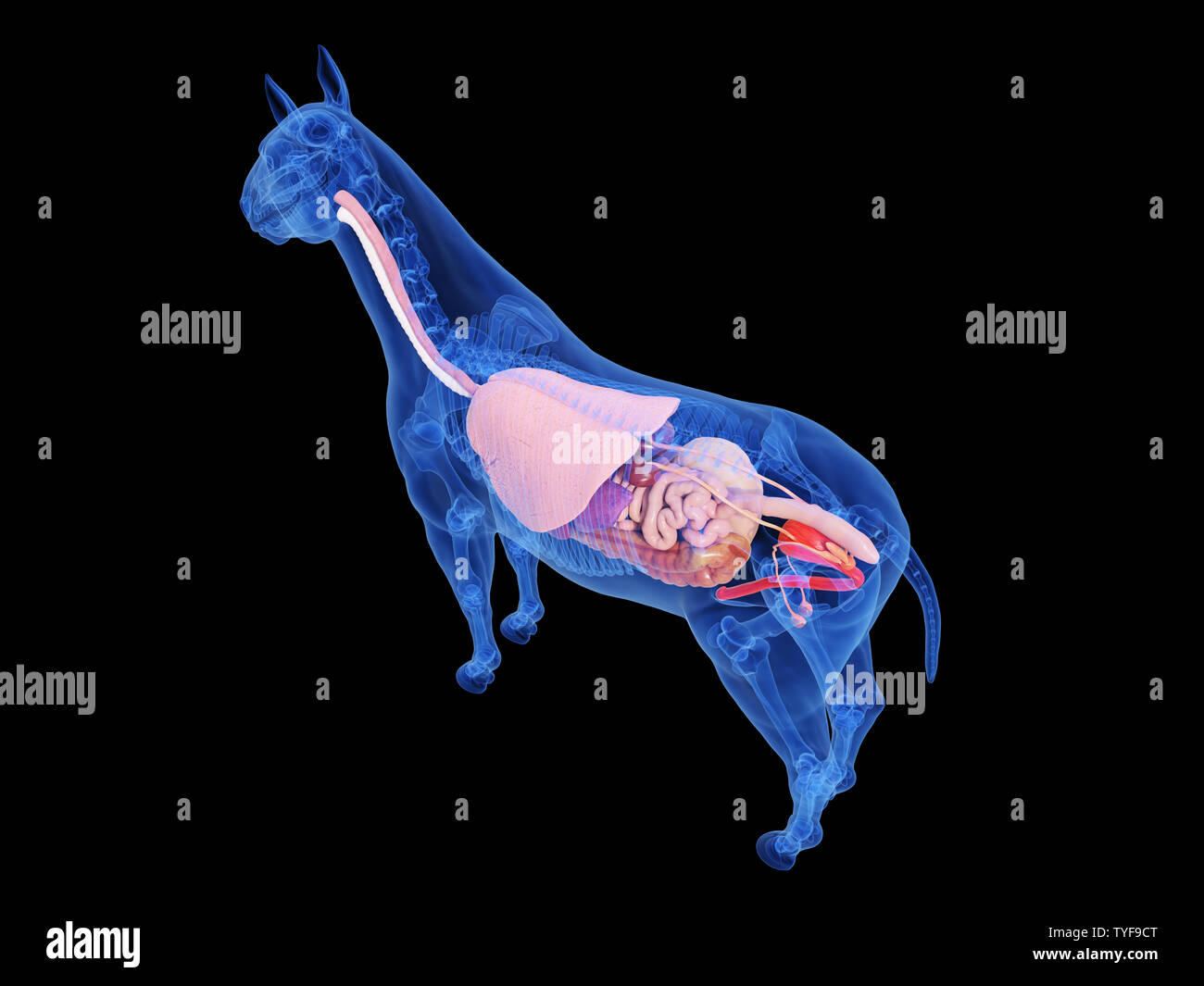 Anatomia del cavallo cuore immagini e fotografie stock ad alta ...