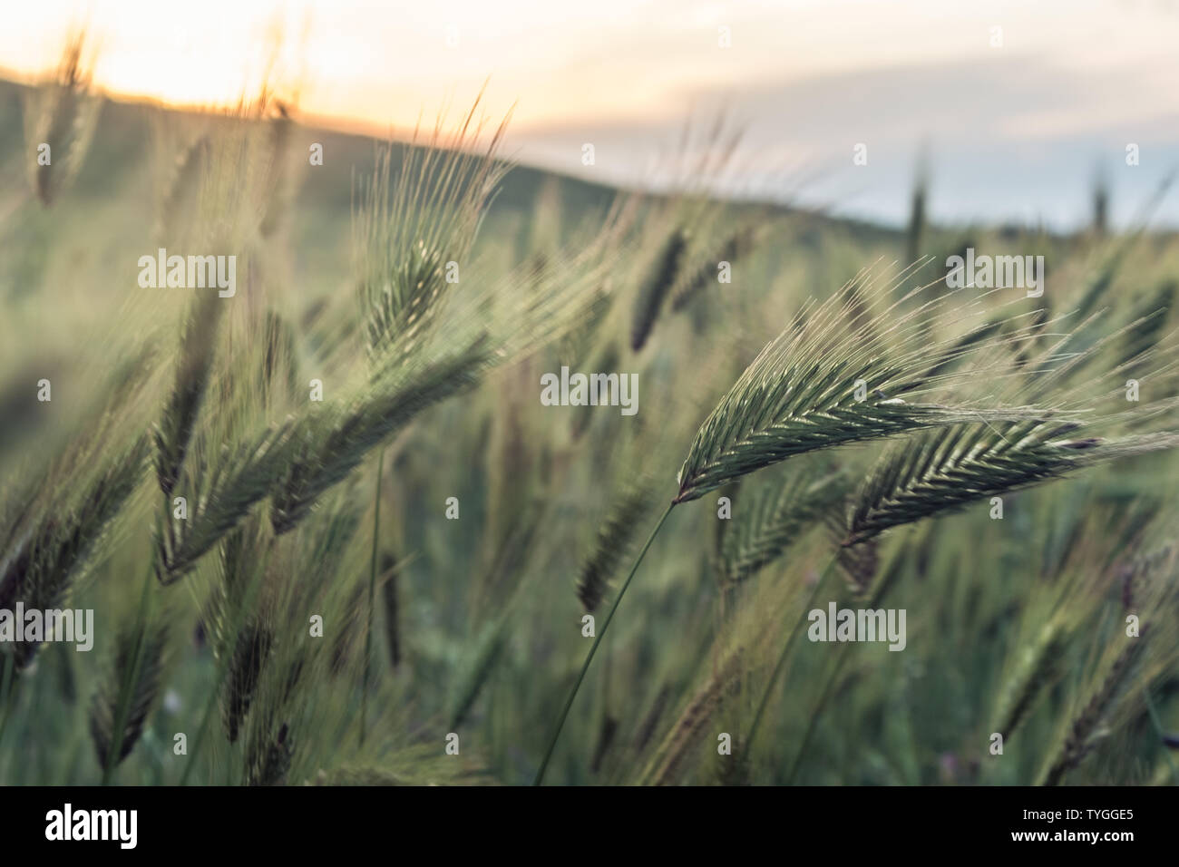 Spighe di orzo selvatico immagini e fotografie stock ad alta ...
