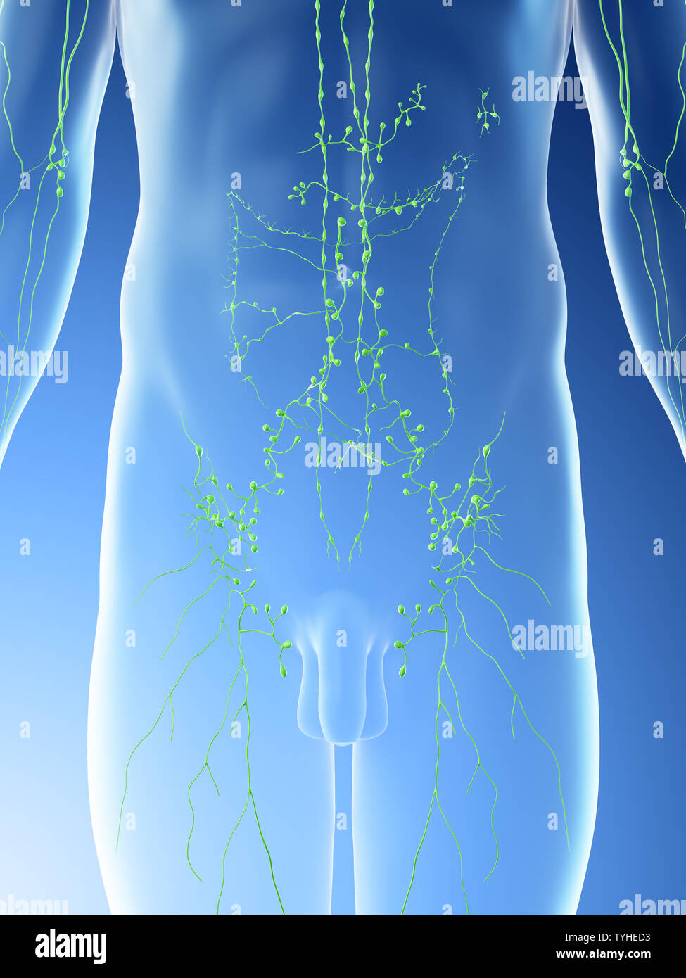 Cosa Sono E Dove Si Trovano I Linfonodi Inguinali Cosa