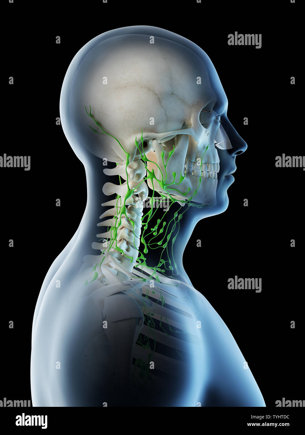 Linfonodi head neck immagini e fotografie stock ad alta risoluzione - Alamy
