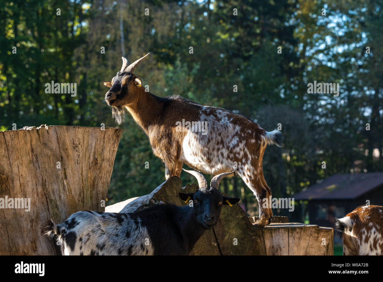 Capra domestica, Capra aegagrus hircus. Capre sono una delle più ...