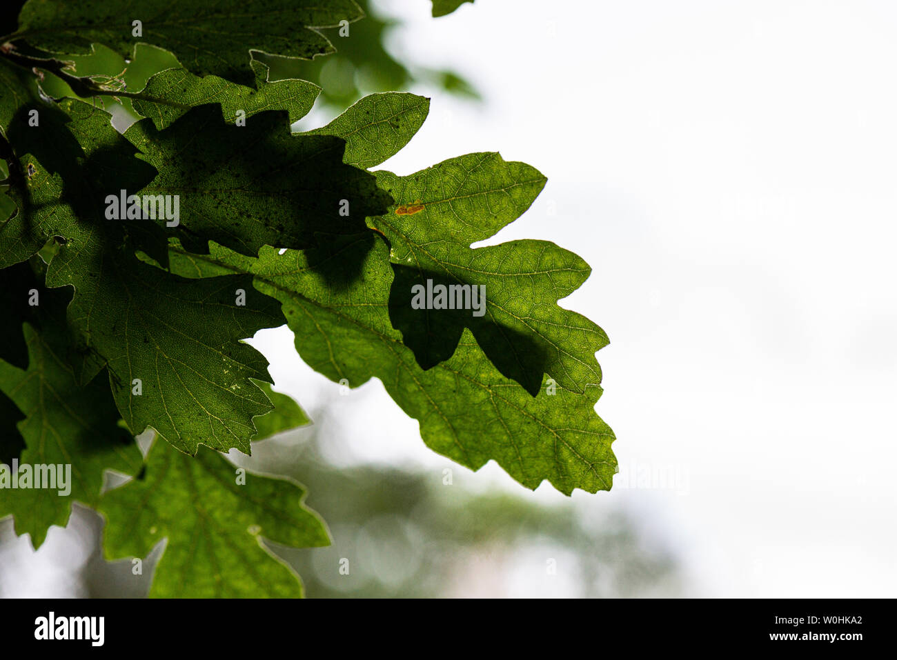 Quercus cerris leaves immagini e fotografie stock ad alta risoluzione ...