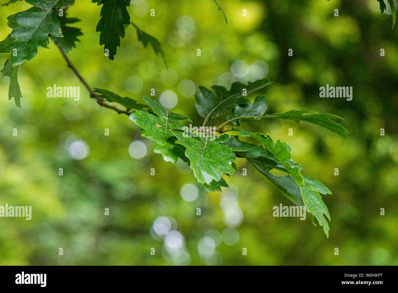 Quercus cerris immagini e fotografie stock ad alta risoluzione - Alamy