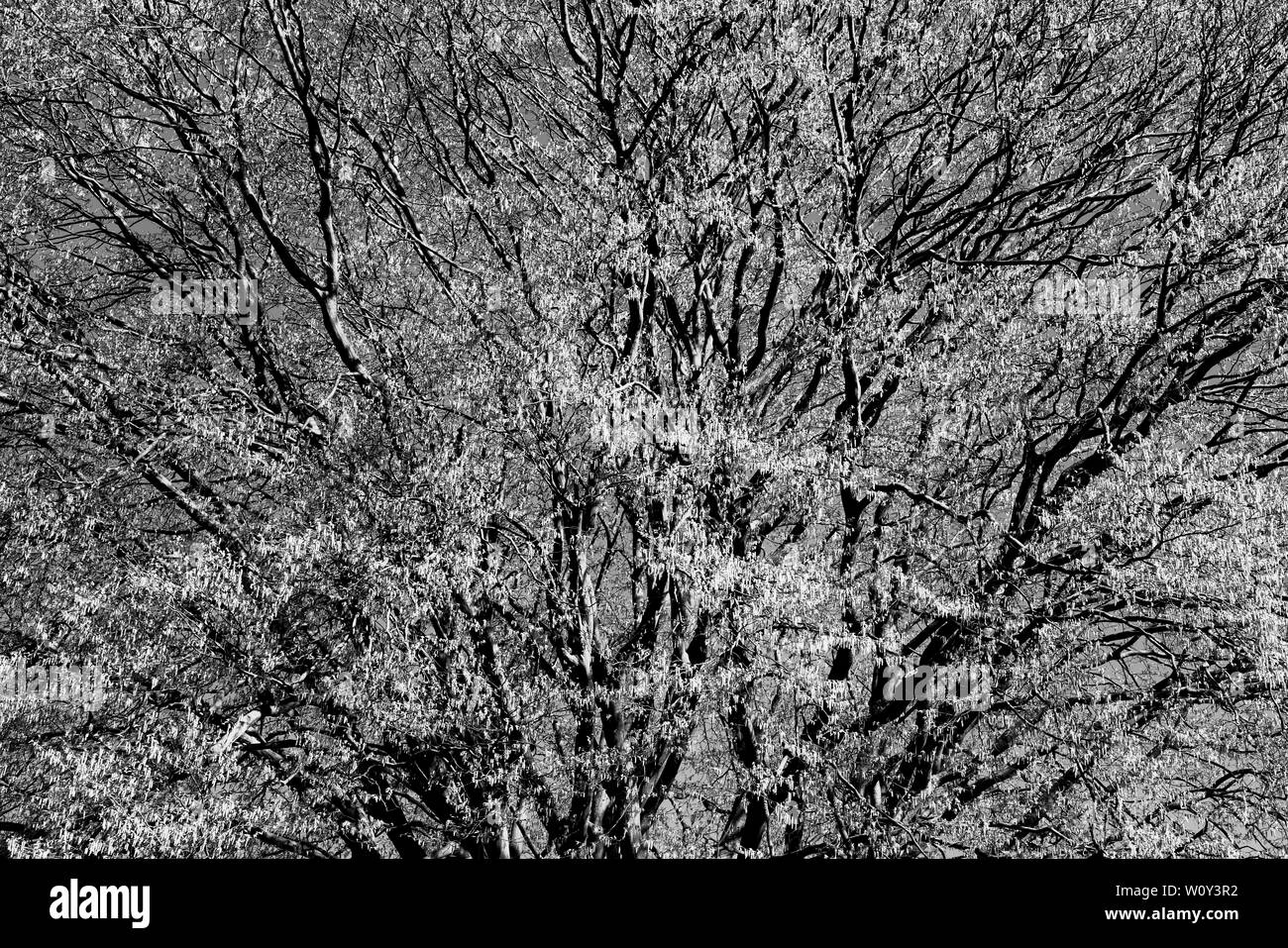 Ontano albero immagini e fotografie stock ad alta risoluzione - Alamy