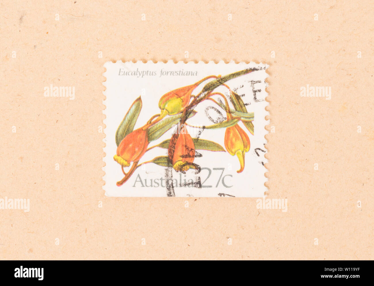 Eucalipto forrestiana immagini e fotografie stock ad alta risoluzione ...