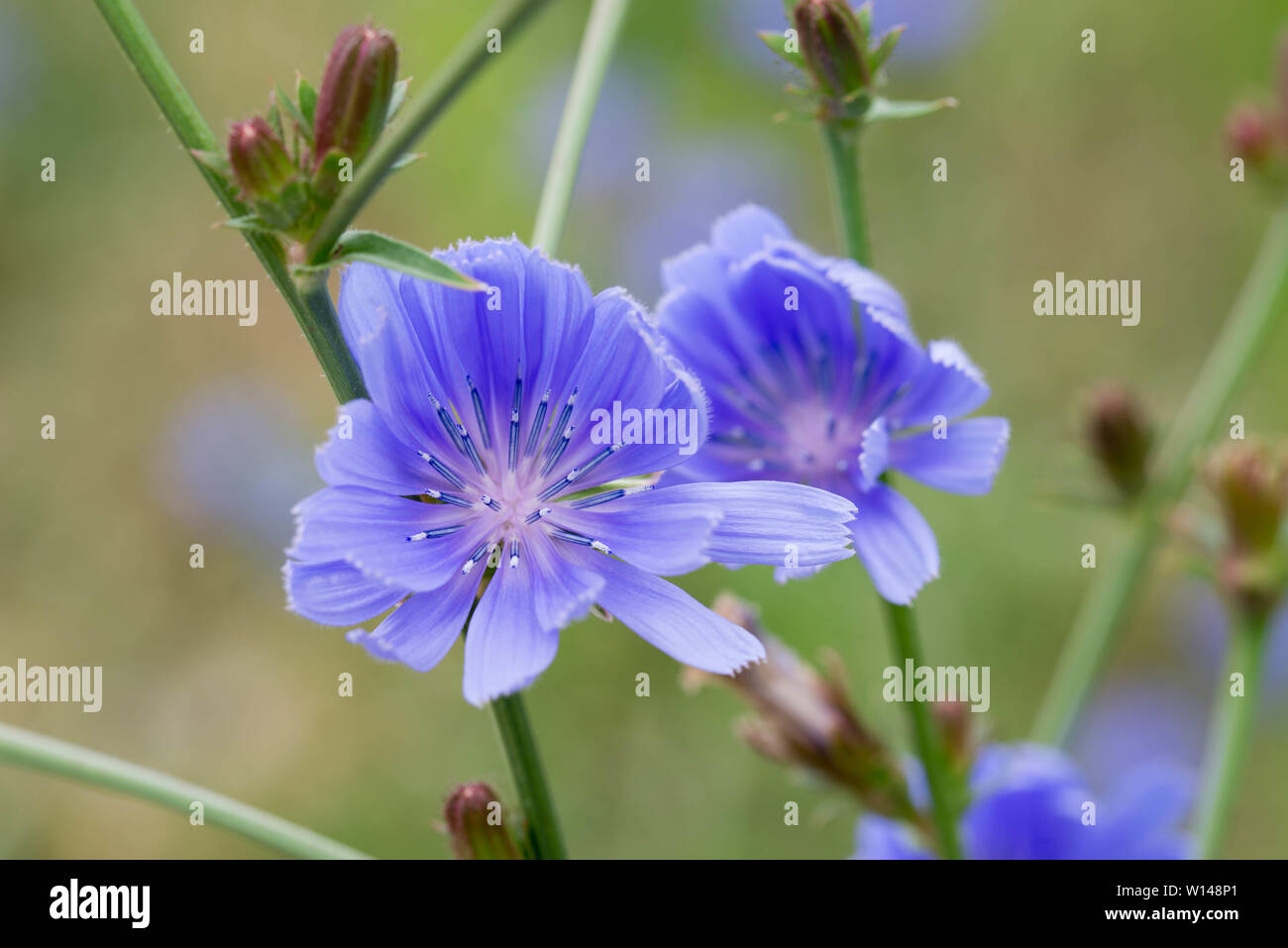 Crescita della cicoria immagini e fotografie stock ad alta risoluzione ...