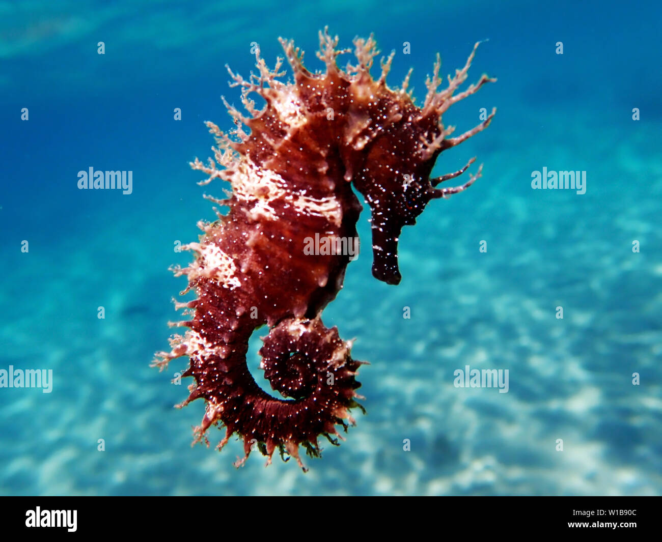 Ippocampo guttulatus immagini e fotografie stock ad alta risoluzione ...