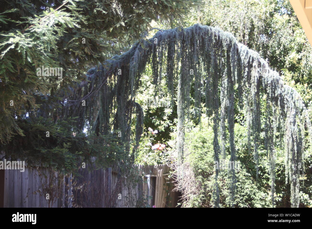Pino piangente immagini e fotografie stock ad alta risoluzione - Alamy