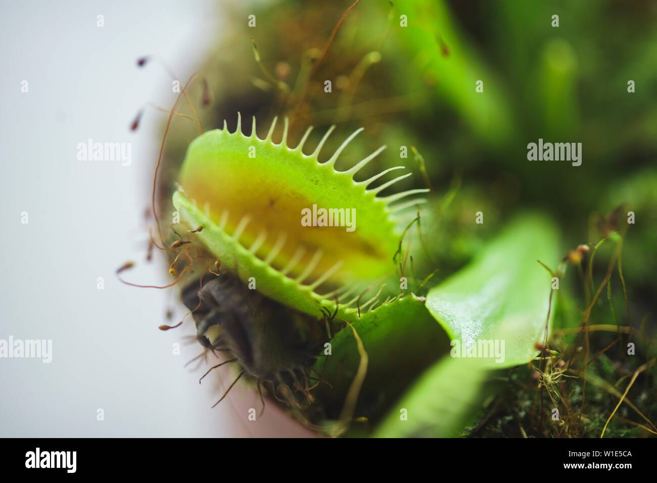 Potted Predator Venus Flytrap, Dionaea Muscipula forma tipica. Venus ...