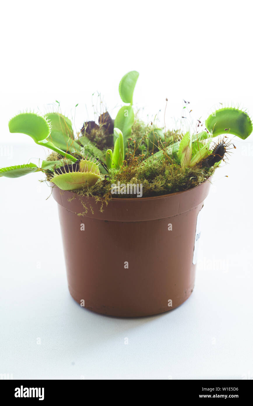 Potted Predator Venus Flytrap, Dionaea Muscipula forma tipica. Venus ...